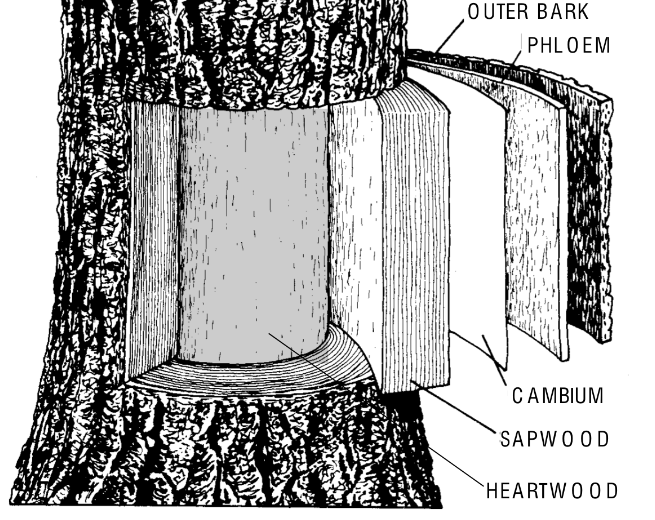 Understanding Wood - Part 1 - Dubbeld Wood Tools